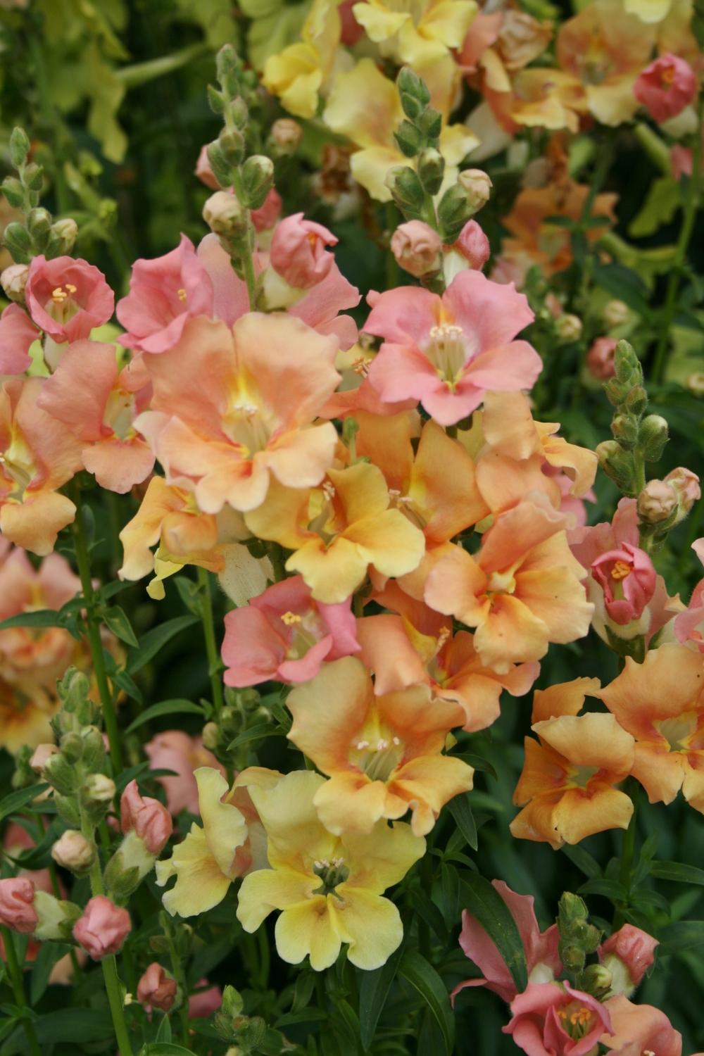 Photo of the bloom of Snapdragon (Antirrhinum majus Chantilly™ Peach ...