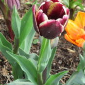 Triumph Tulip (Tulipa 'Jackpot') in the Tulips Database - Garden.org