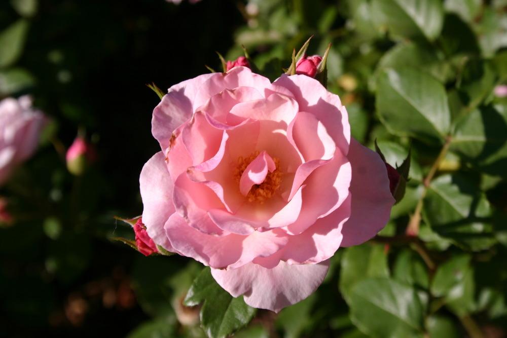 Rose (Rosa 'Kimberlina') in the Roses Database - Garden.org