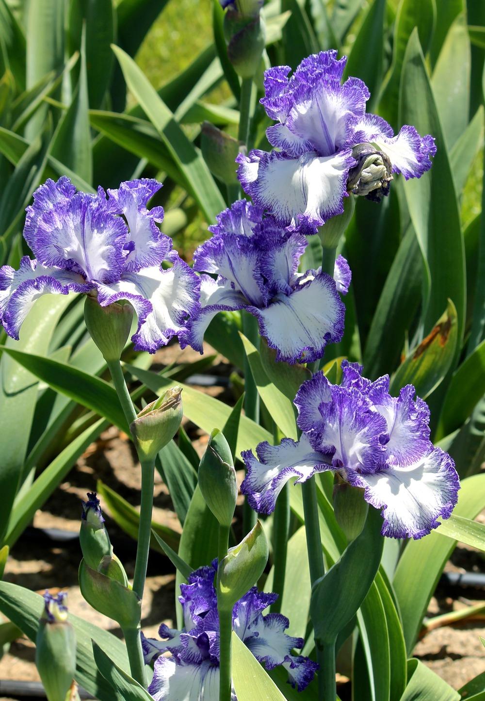 Photo of the bloom of Tall Bearded Iris (Iris 'Ink Patterns') posted by ...