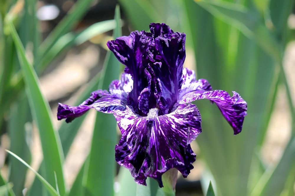Tall Bearded Iris (Iris 'Splatter Matters') in the Irises Database ...