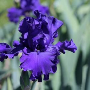 Tall Bearded Iris (Iris 'Navy Blues') in the Irises Database - Garden.org