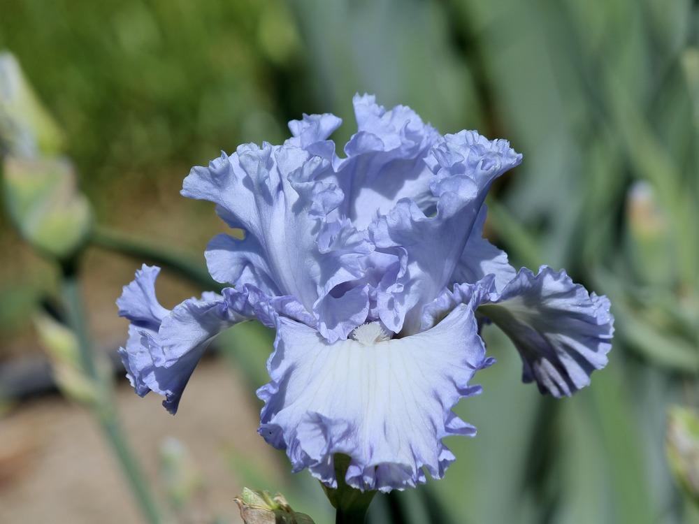 Photo of the bloom of Tall Bearded Iris (Iris 'Double Bubble') posted ...