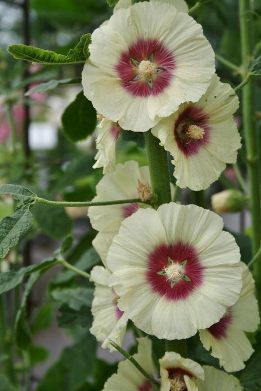 Hollyhock (Alcea rosea 'Halo Cream') - Garden.org