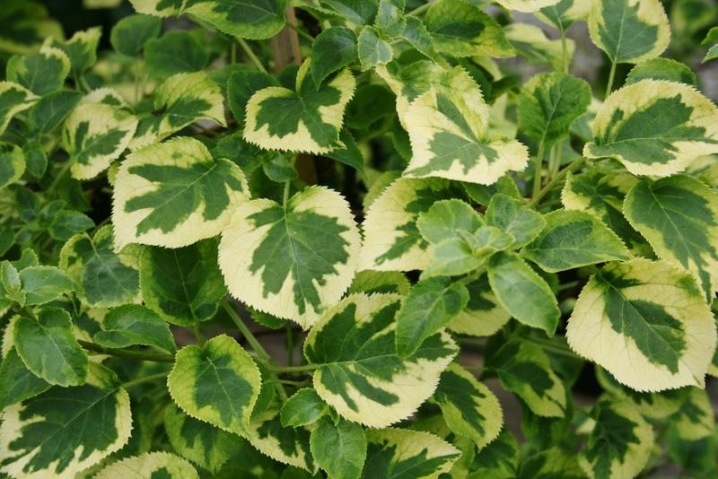 Photo of the leaves of Climbing Hydrangea (Hydrangea anomala subsp ...