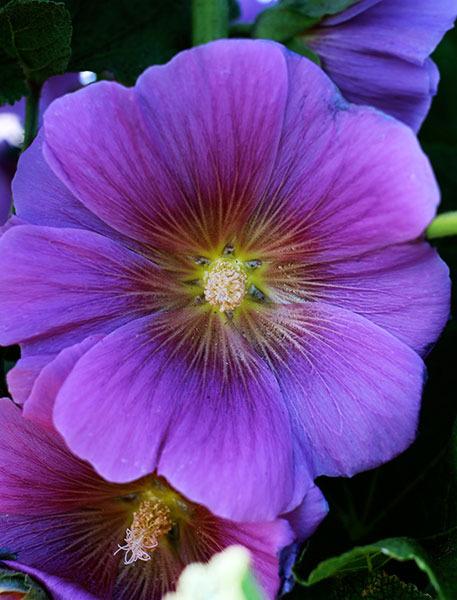 Hollyhock (Alcea rosea 'Halo Purple') - Garden.org