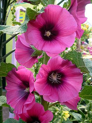 Hollyhock (Alcea rosea 'Halo Cerise') - Garden.org