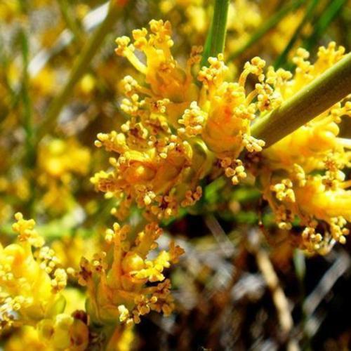 Rough Jointfir (Ephedra aspera) - Garden.org