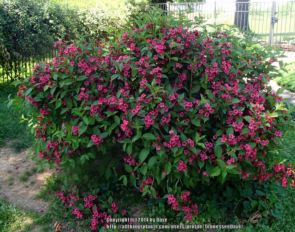 Weigela 'Newport Red' - Garden.org