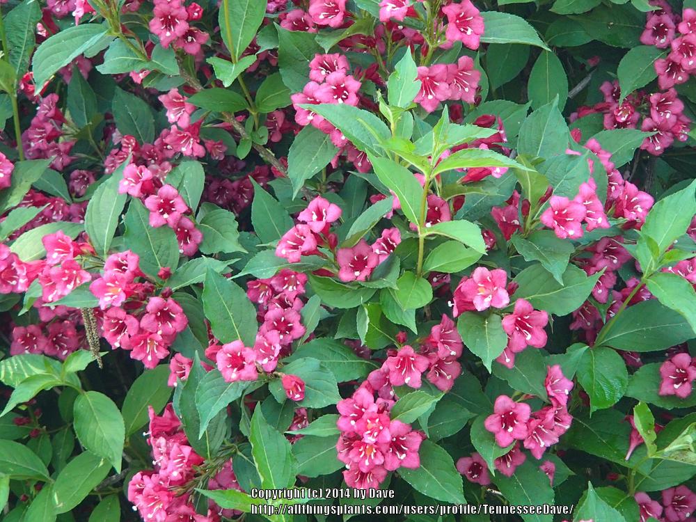 Photo of the leaves of Weigela 'Newport Red' posted by TennesseeDave ...