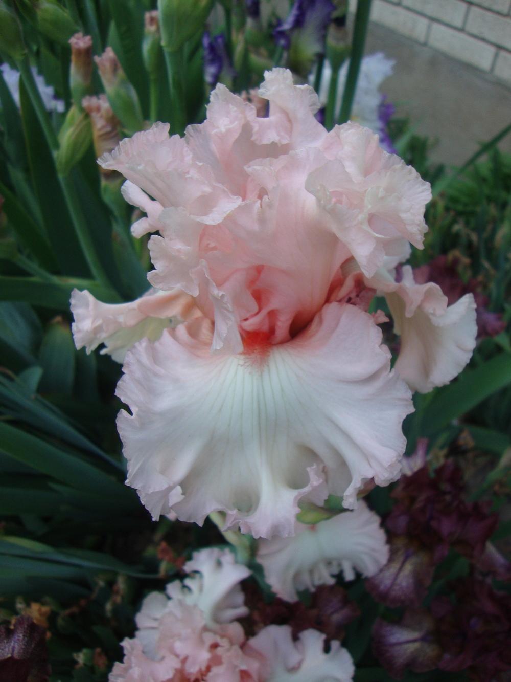 Photo of the bloom of Tall Bearded Iris (Iris 'Picture Book') posted by ...