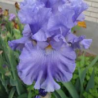 Photo of the bloom of Tall Bearded Iris (Iris 'Sea Power') posted by ...
