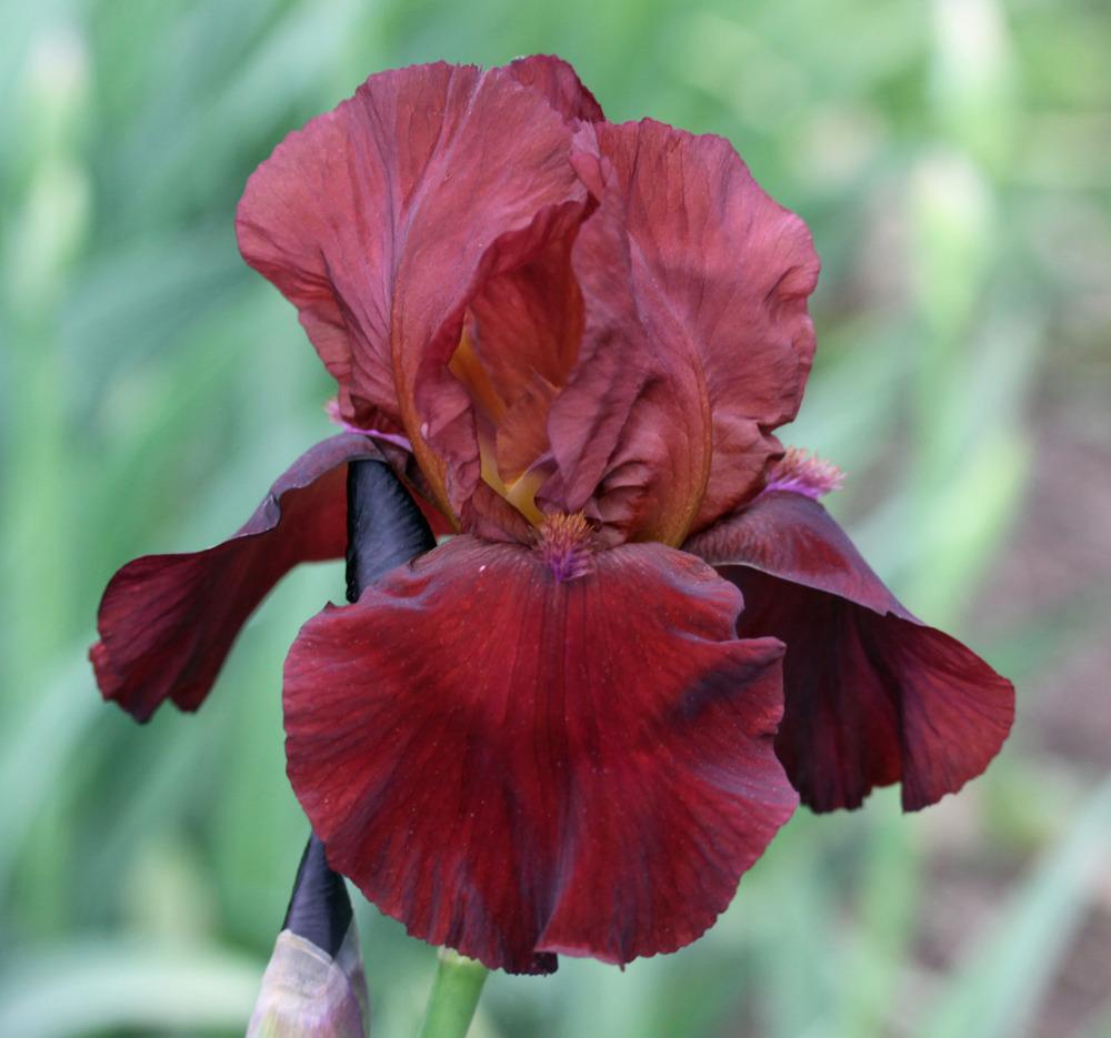 Samurai Warrior Questions in the Irises forum - Garden.org