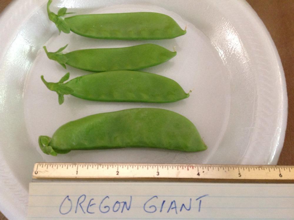 Photo of the fruit of Snow Pea (Lathyrus oleraceus 'Oregon Giant ...