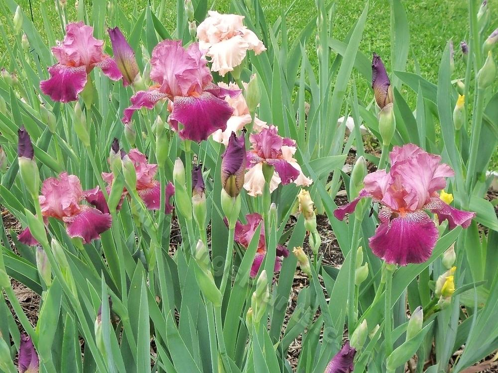 Photo of the bloom of Tall Bearded Iris (Iris 'Autumn Rose') posted by ...