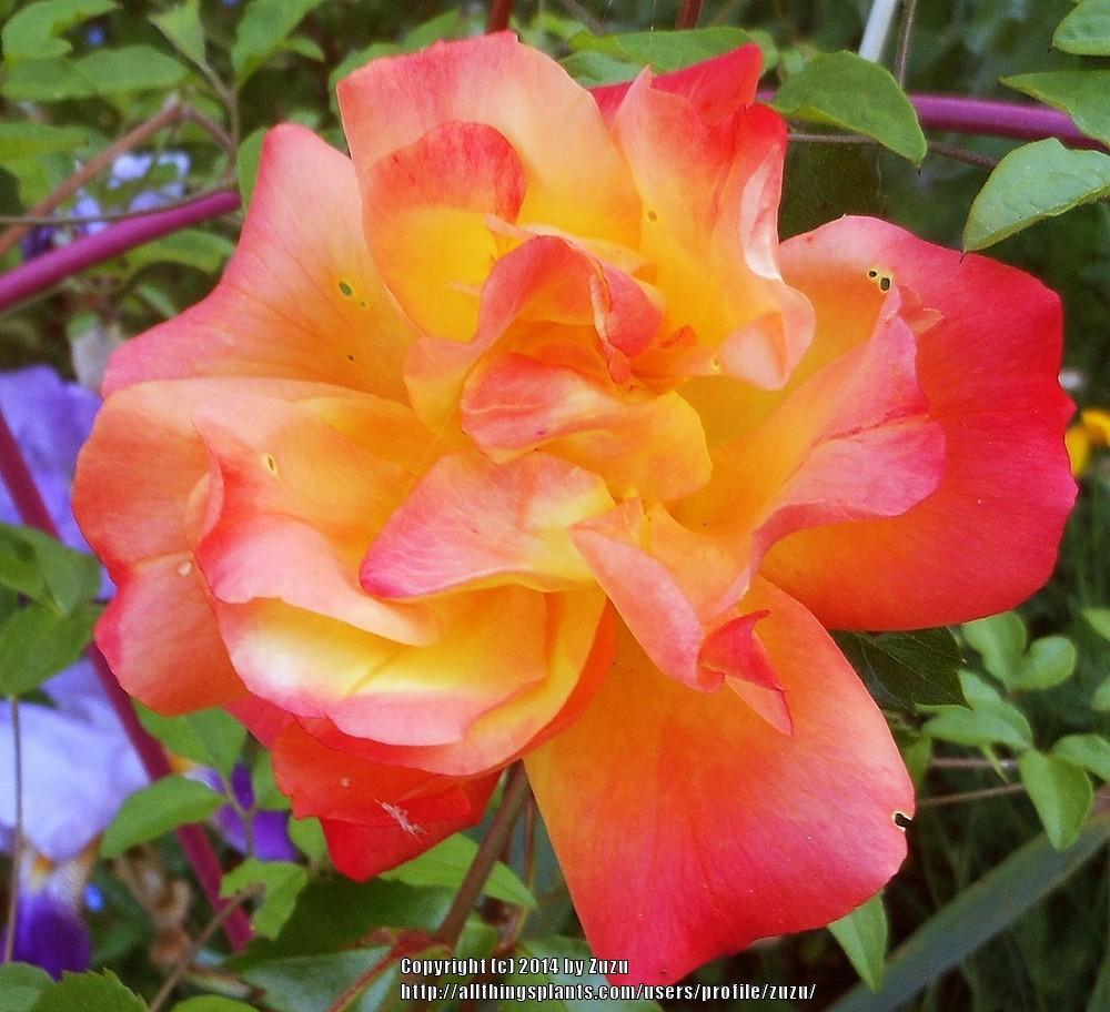 Photo of the bloom of Rose (Rosa 'Bonanza') posted by zuzu - Garden.org