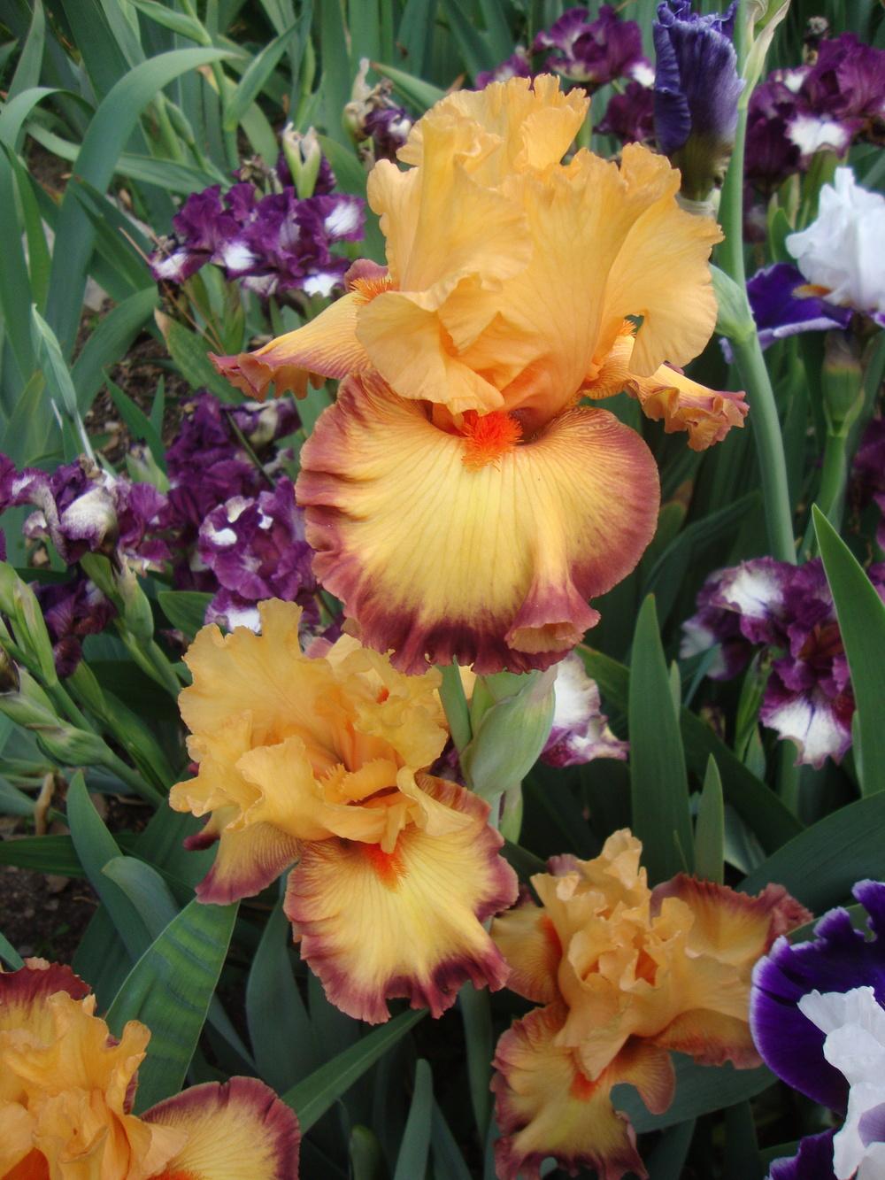 Photo of the bloom of Tall Bearded Iris (Iris 'Ringtone') posted by ...