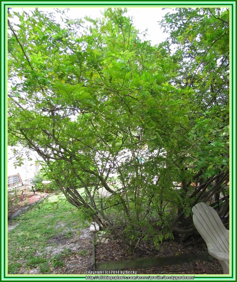Photo of the entire plant of Wild Lime (Zanthoxylum fagara) posted by ...