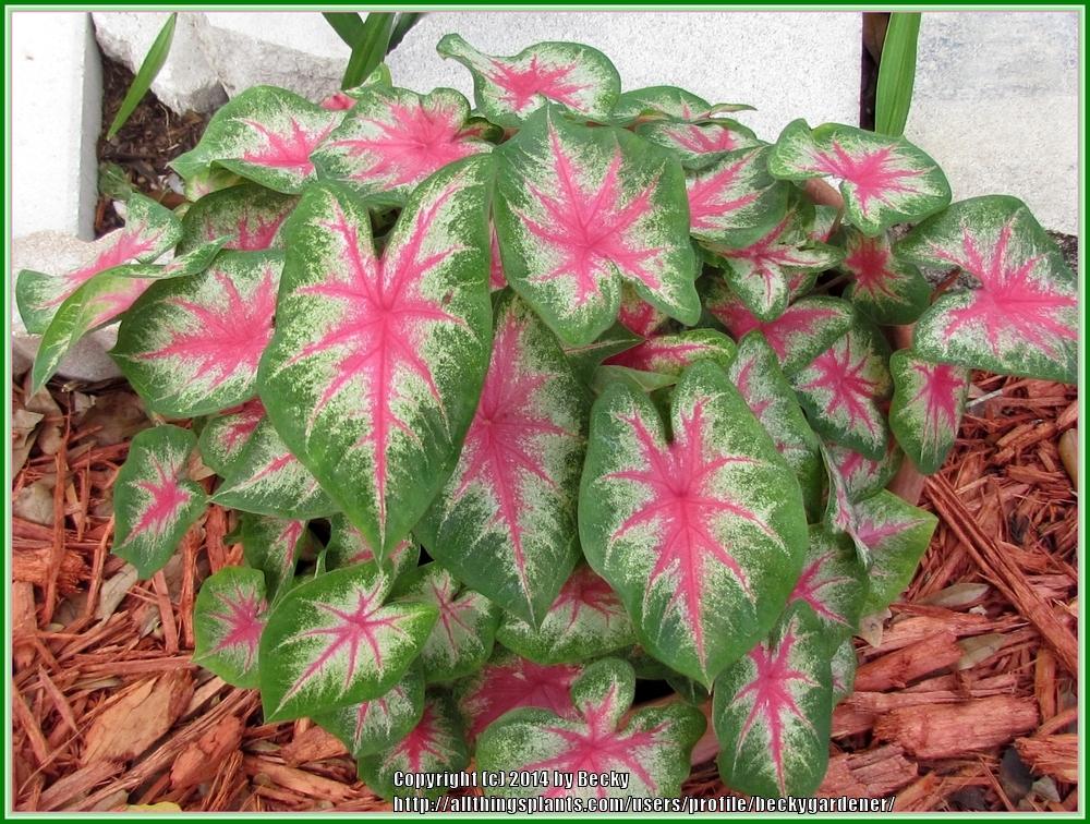 Photo of the entire plant of Fancy-leaf Caladium (Caladium 'Rosebud ...
