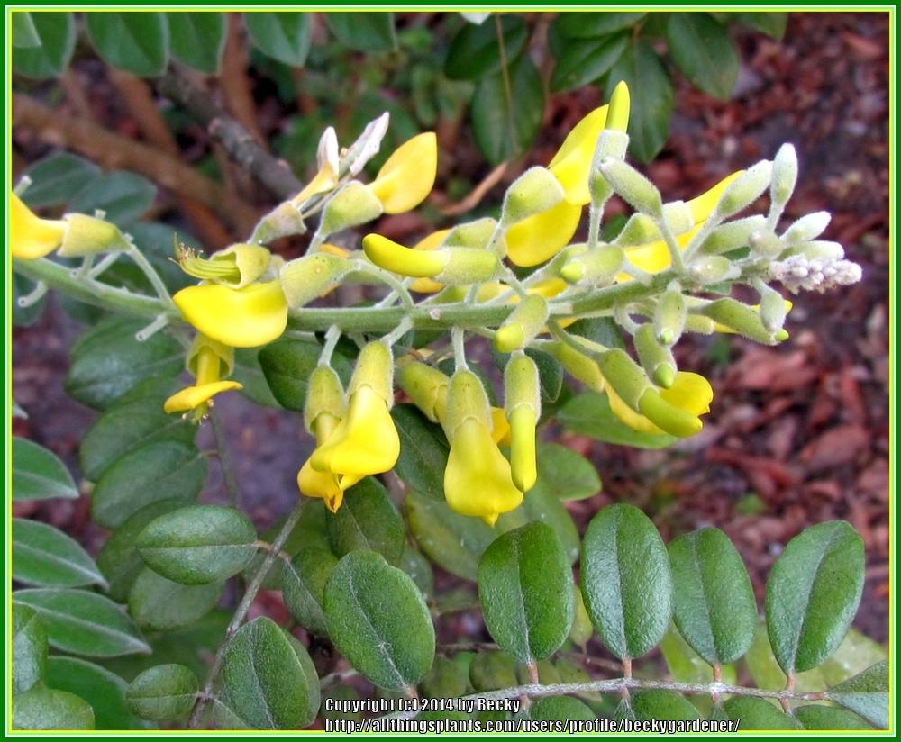 Photo of the bloom of Yellow necklacepod (Sophora tomentosa) posted by ...