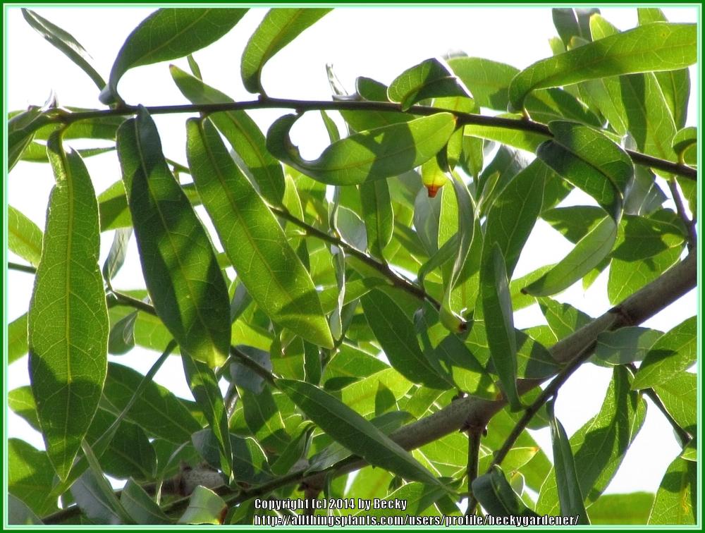 Quercus Laurifolia Leaf