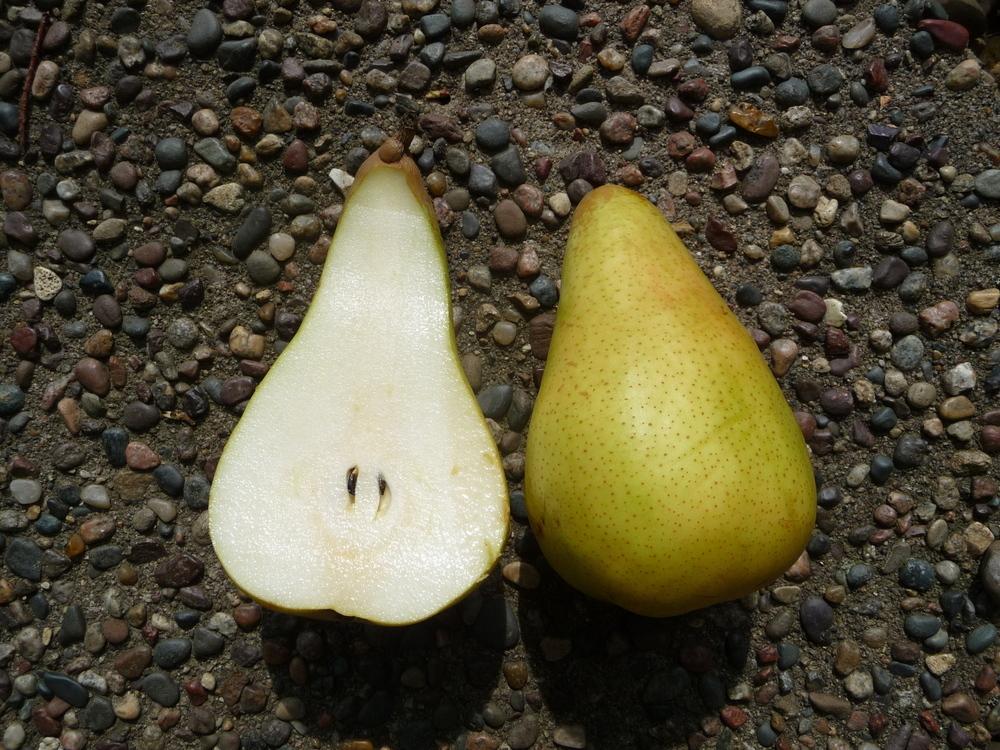 Common Pear (Pyrus communis 'Abbe Fetel') in the Pears Database ...