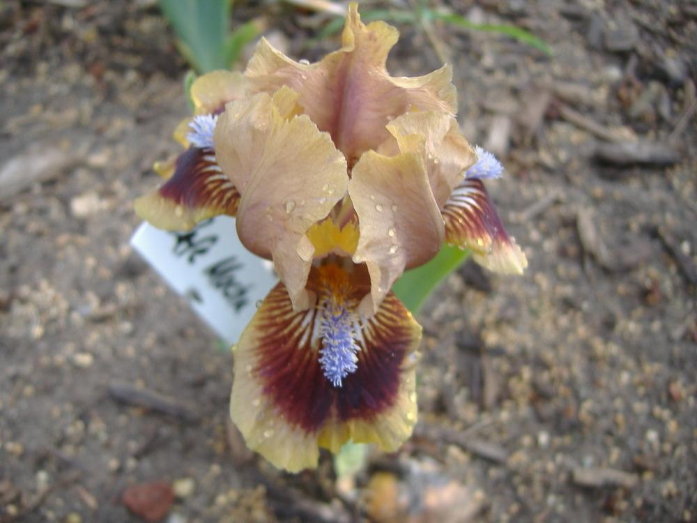 Standard Dwarf Bearded Iris (Iris 'Café Mocha') in the Irises Database ...