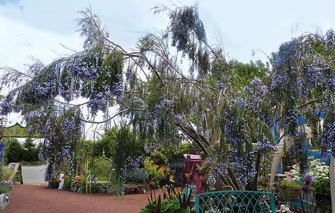 Blue Broom (Psoralea) - Garden.org