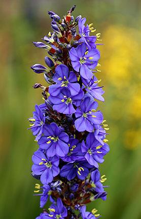 Aristea (Aristea capitata) - Garden.org