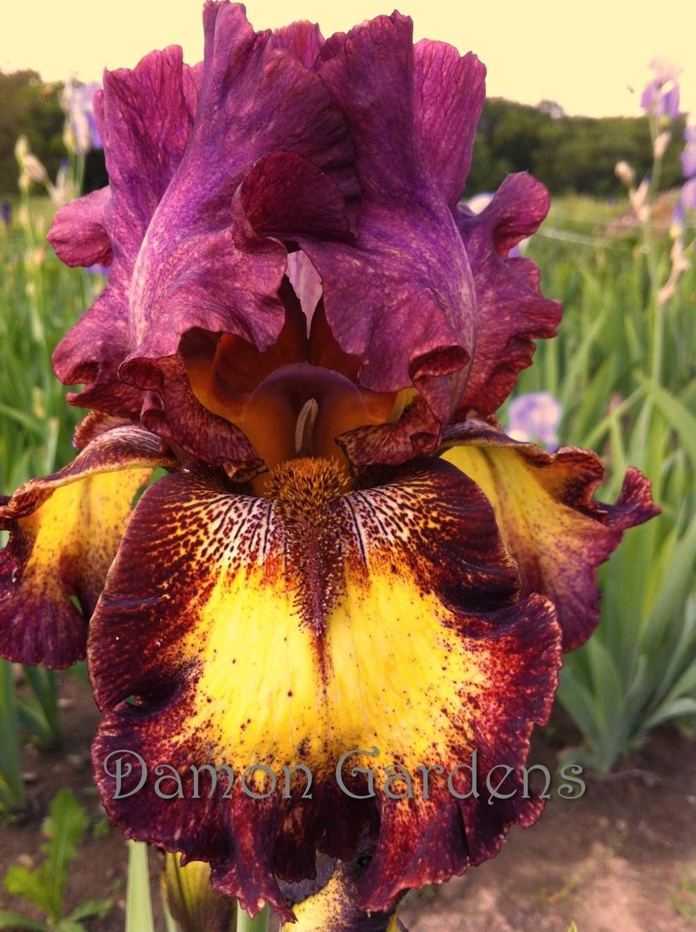 Tall Bearded Iris (Iris 'Wrapped in Raspberry') in the Irises Database ...