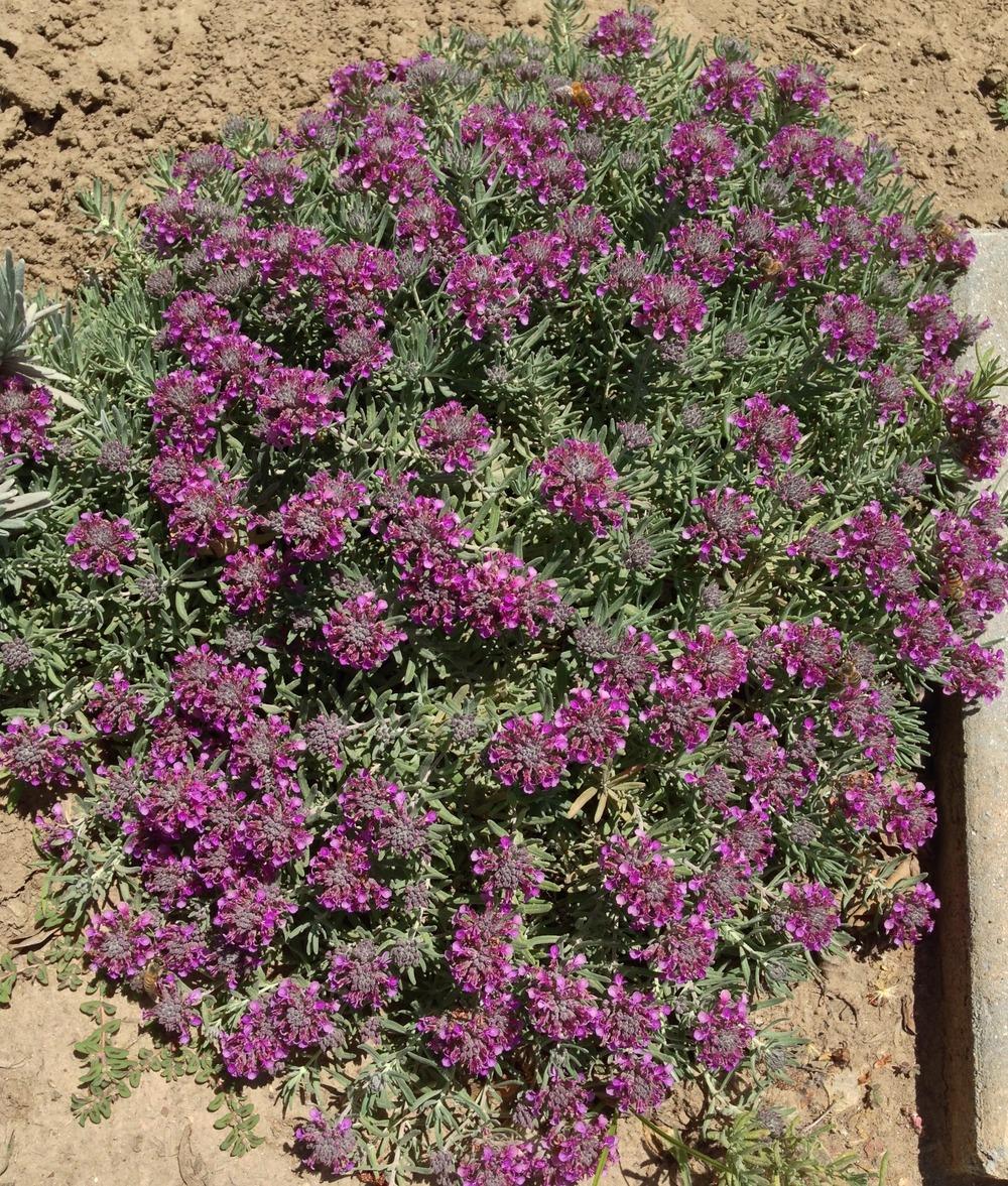 Fruity Germander (Teucrium cossonii) - Garden.org