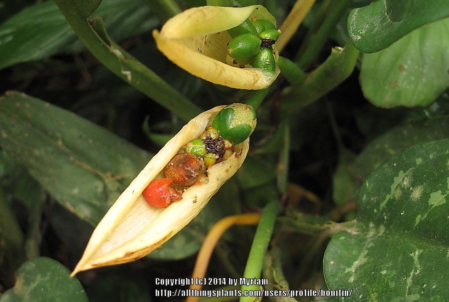 Photo of the seed pods or heads of Chinese Evergreen (Aglaonema ...