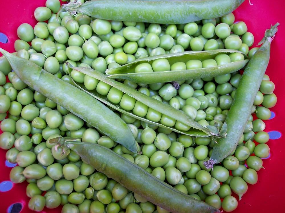 Peas: Plant Care and Collection of Varieties - Garden.org