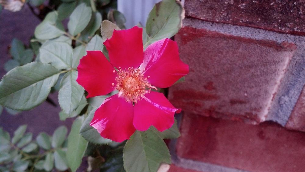 Rose (Rosa 'Firecracker') in the Roses Database - Garden.org