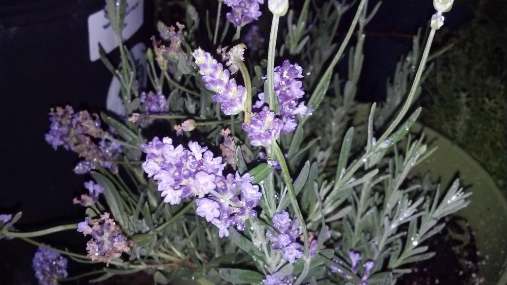 English Lavender (Lavandula angustifolia 'Ashdown Forest') in the ...