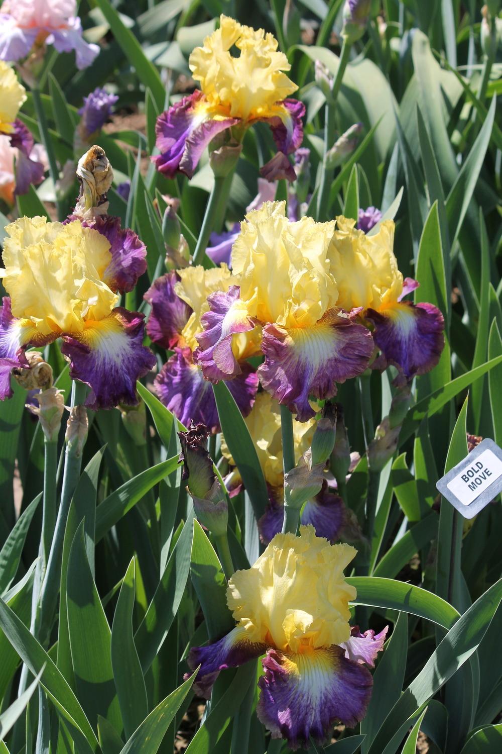 Photo of the bloom of Tall Bearded Iris (Iris 'Bold Move') posted by ...