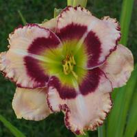 Photo of the bloom of Daylily (Hemerocallis 'Ken Deaver') posted by ...