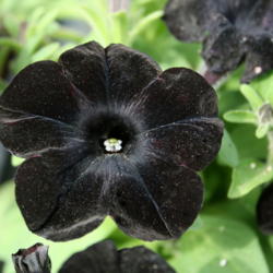 The Beauty of Black Flowers - Garden.org