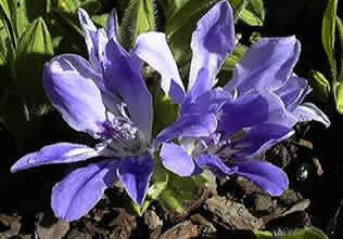Baboon Flower (Babiana nana) - Garden.org