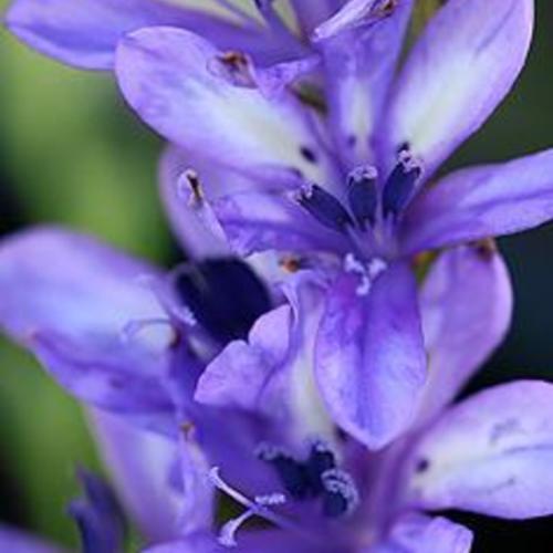 Baboon Flower (Babiana angustifolia) - Garden.org