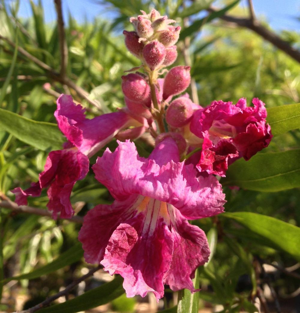 Photo of the bloom of Desert Willow (Chilopsis linearis 'Purple ...