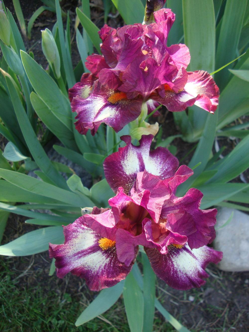 Photo of the bloom of Intermediate Bearded Iris (Iris 'Calligrapher ...