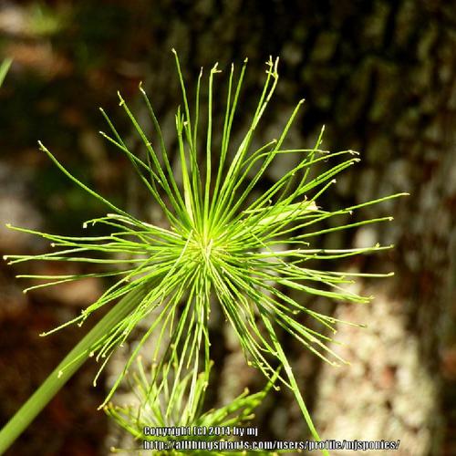 Dwarf Giant Papyrus (Cyperus percamenthus) - Garden.org