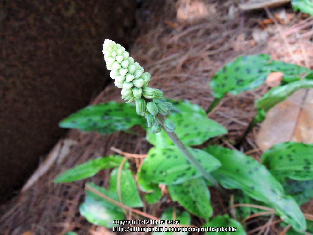 Photo of the bloom of African Hosta (Drimiopsis maculata) posted by ...