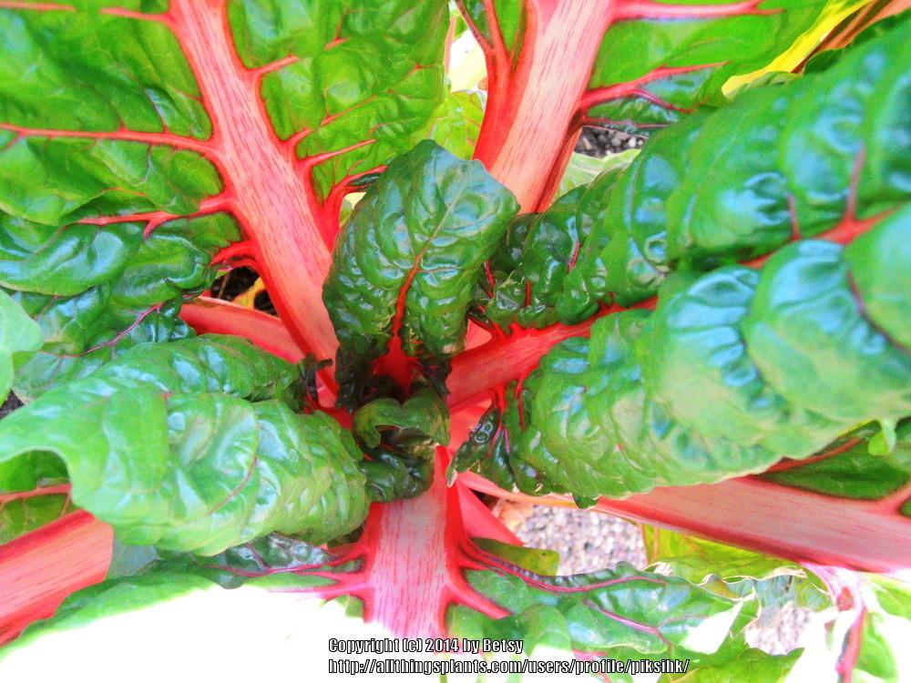 Swiss Chards: Plant Care and Collection of Varieties - Garden.org