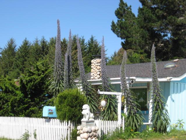 Tree Echium (Echium pininana) - Garden.org