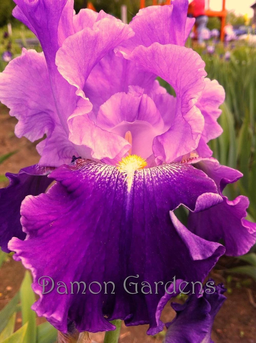 Tall Bearded Iris (Iris 'Grape Parfait') in the Irises Database ...