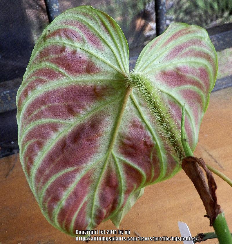 Velvet-leaf Philodendron (Philodendron verrucosum) in the Philodendrons ...