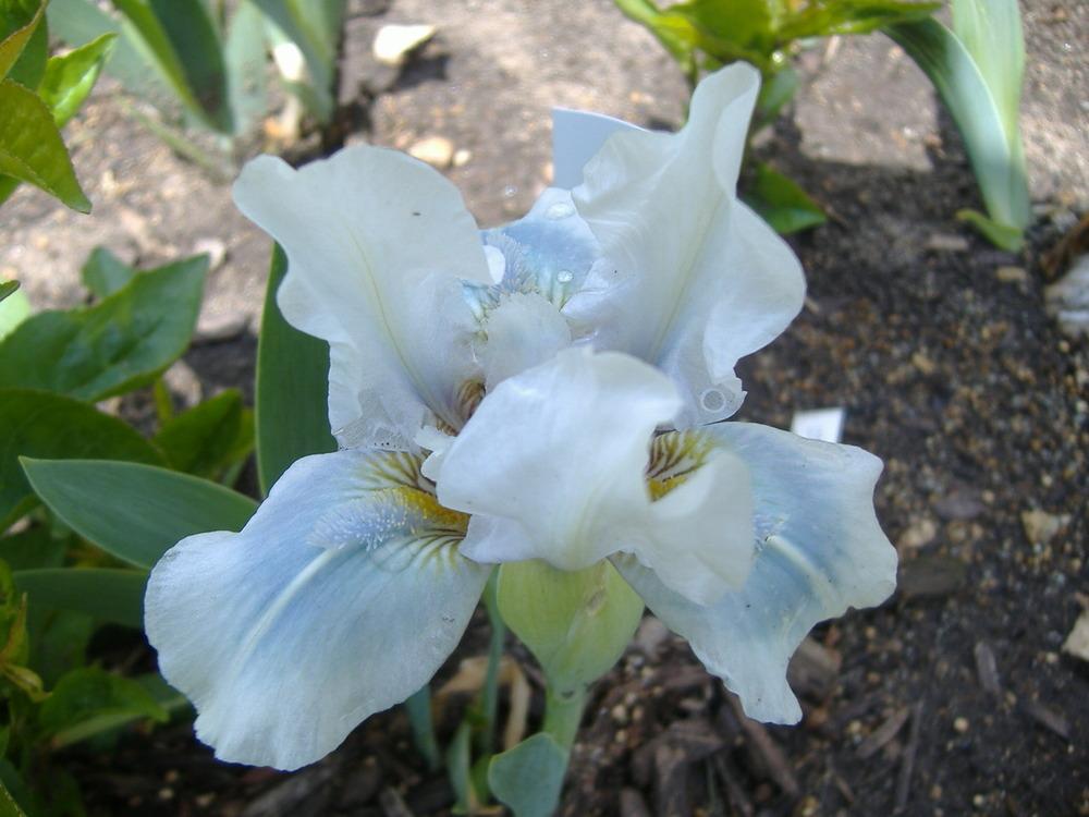 Photo of the bloom of Standard Dwarf Bearded Iris (Iris 'Tu Tu ...