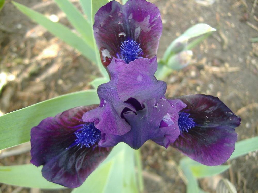 Photo of the bloom of Standard Dwarf Bearded Iris (Iris 'Dark Crystal ...